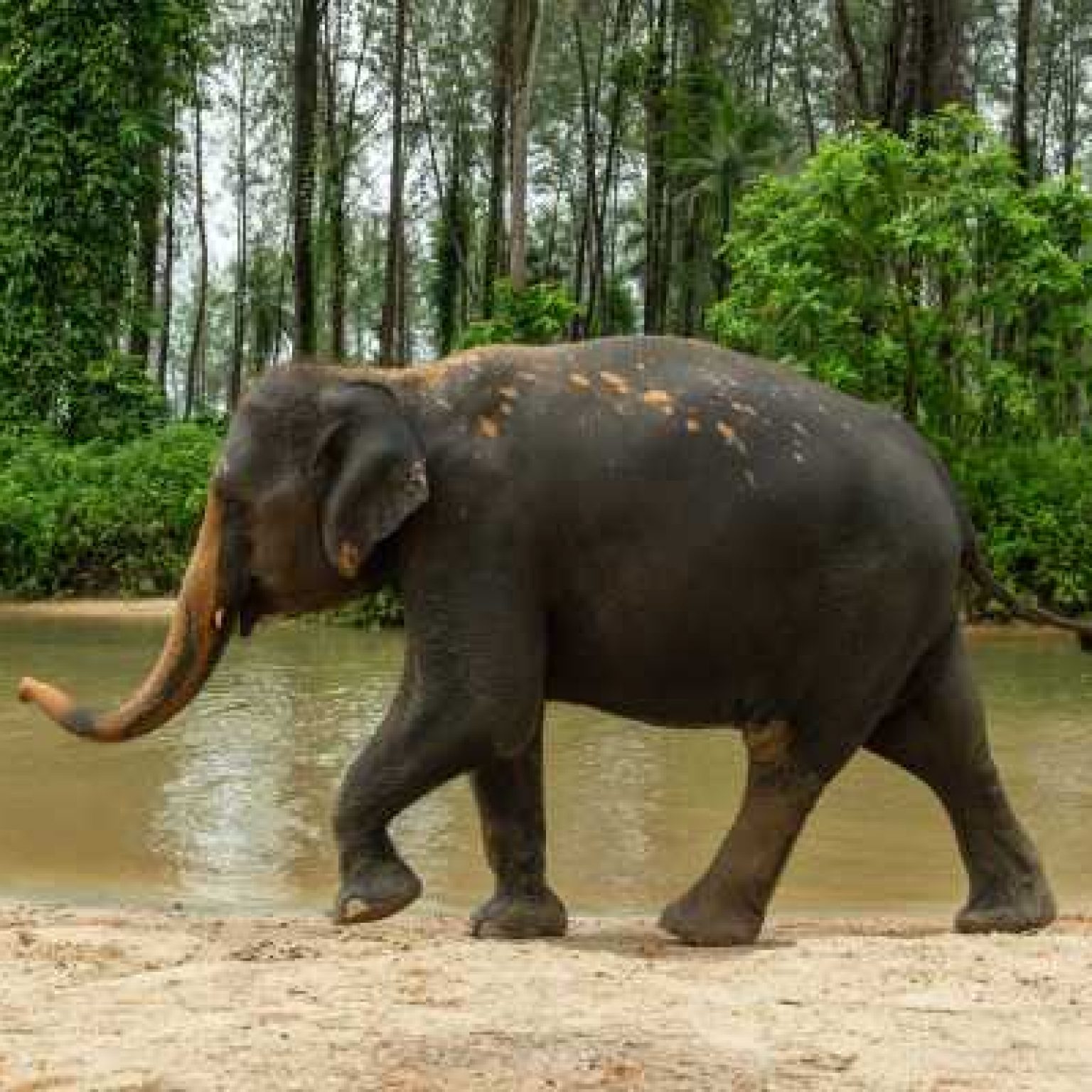 Weiße Elefanten in Thailand: Was steckt wirklich hinter dem Mythos ...